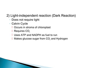 Photosynthesis process (light and dark reactions) | PPT