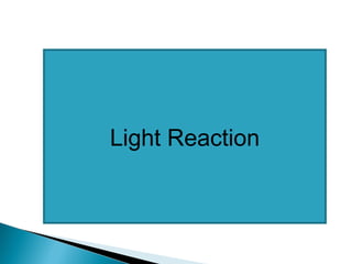 Photosynthesis process (light and dark reactions) | PPT