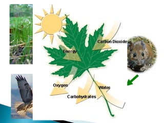 Photosynthesis process (light and dark reactions) | PPT