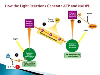 Light Reactions Of Photosynthesis Steps