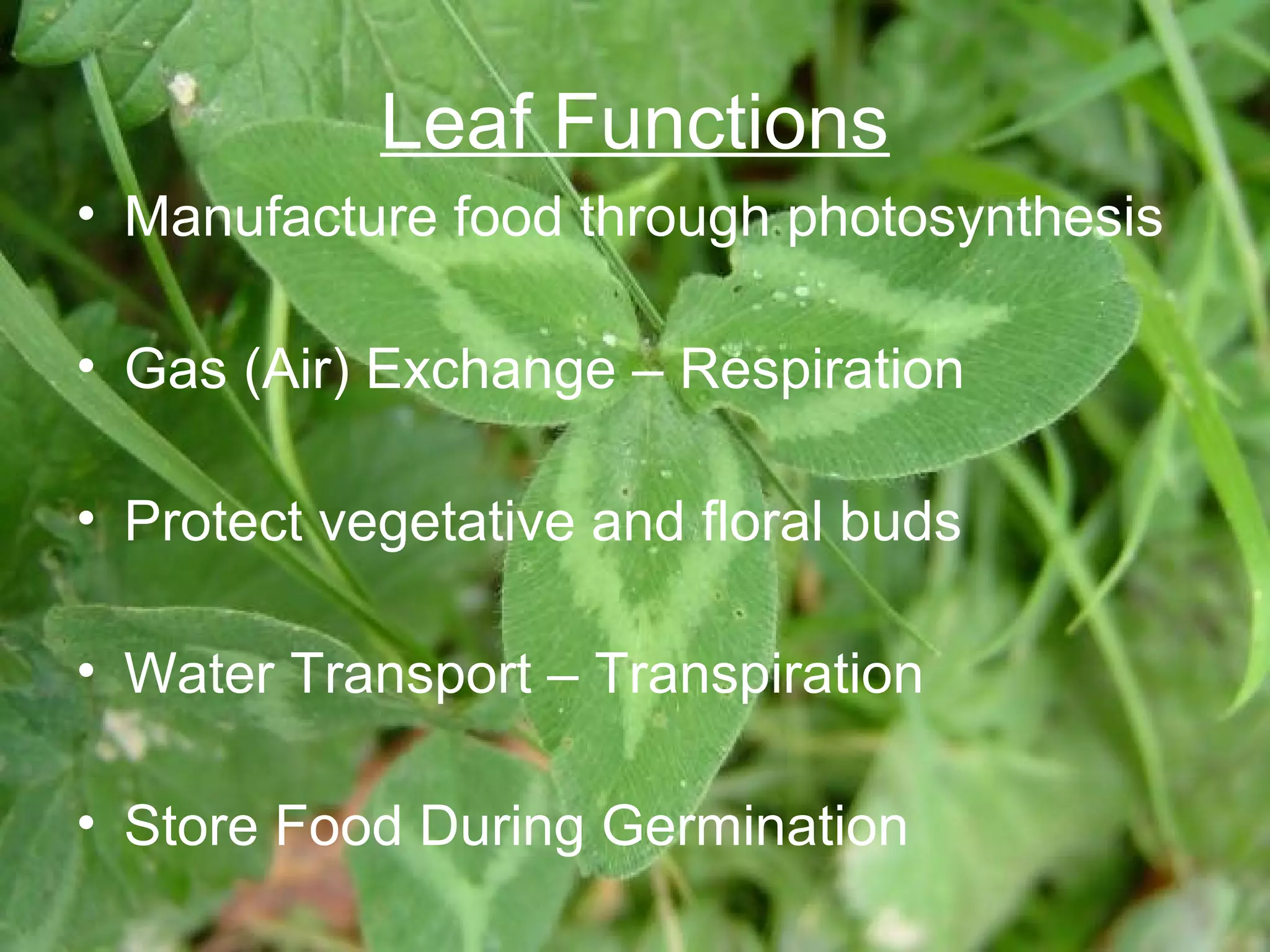 The leave structure and functions | PPT