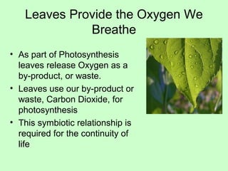 The leave structure and functions | PPT