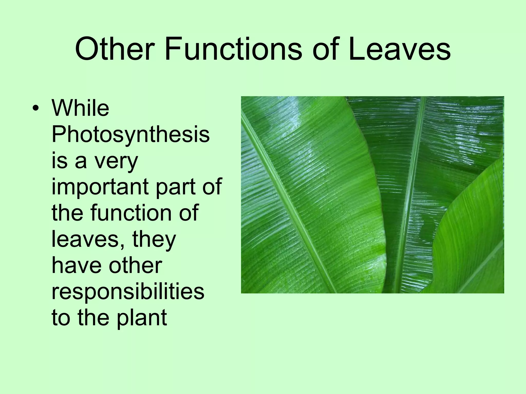 Leaves, Structure and Function | PPT