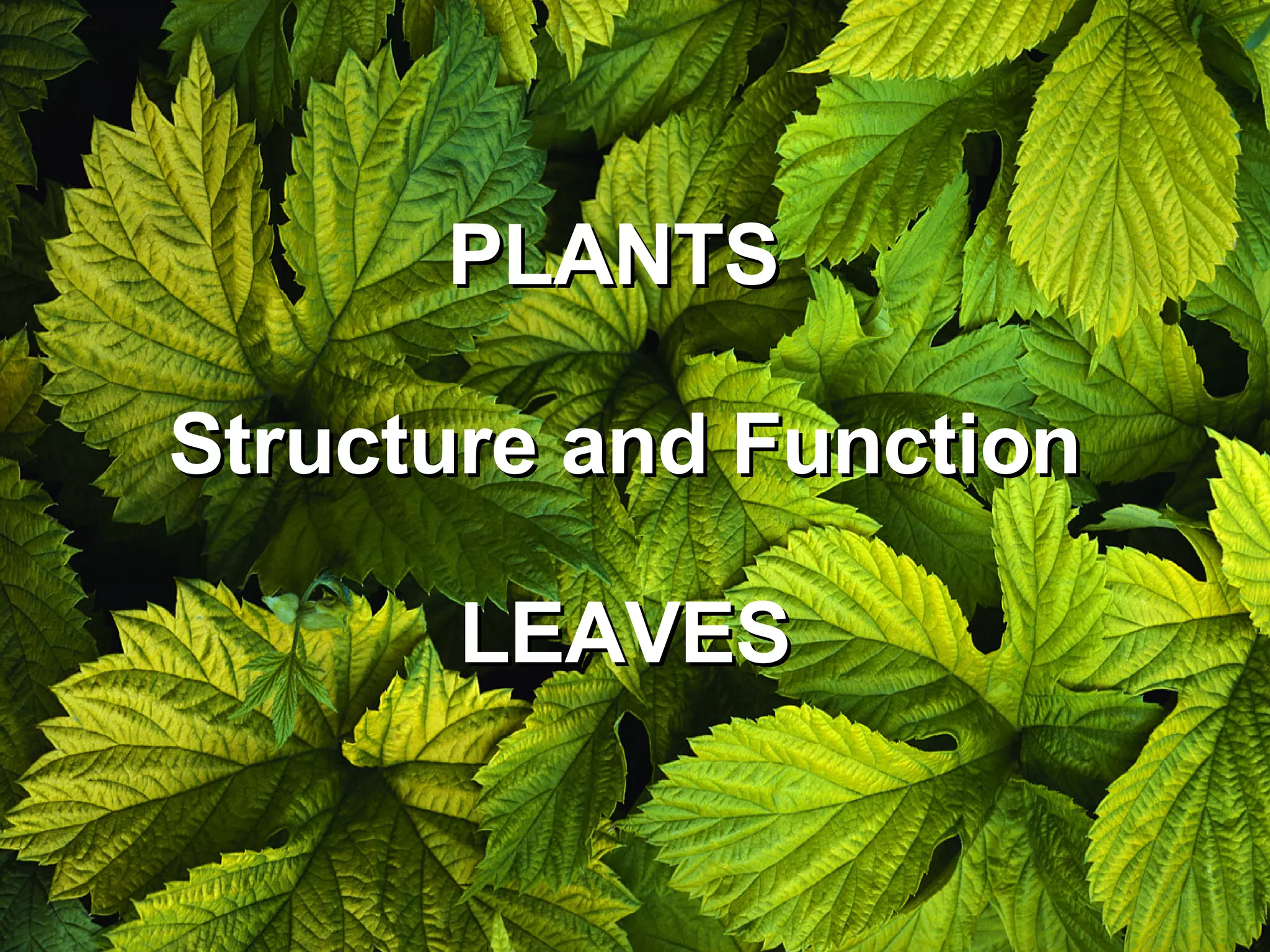 Leaves, Structure and Function | PPT