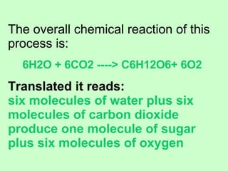 Leaves, Structure and Function | PPT