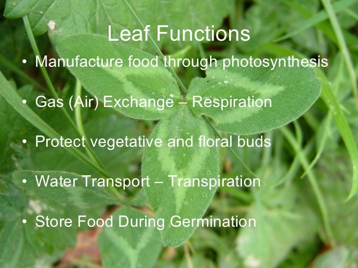Leaves Structure And Function Leaves Structure And Function