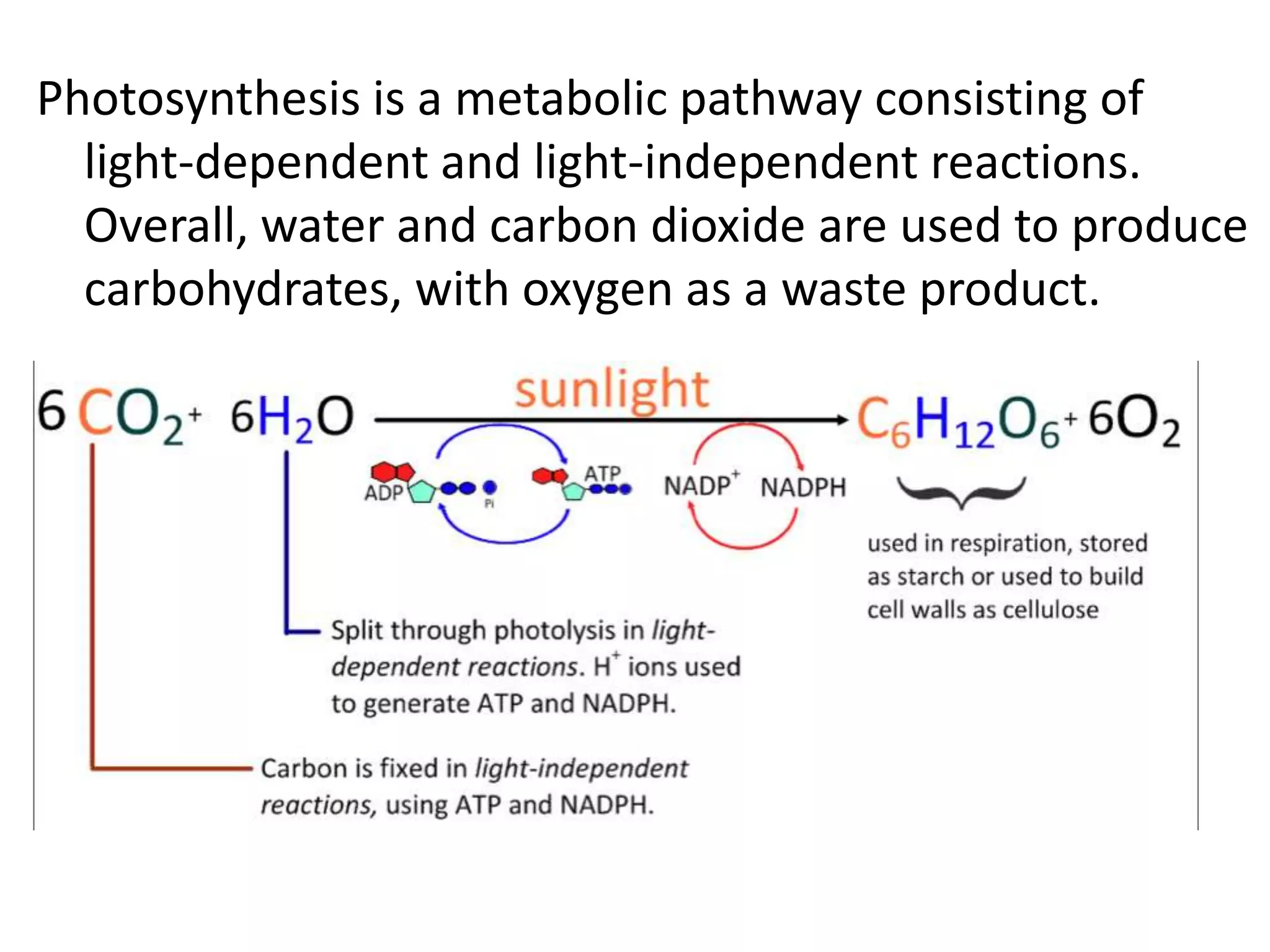 Photosynthesis- overview | PPTX | Science