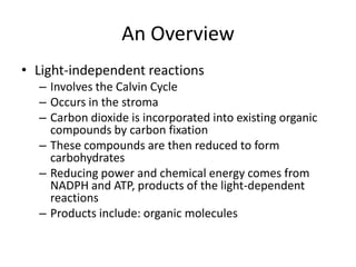 Photosynthesis- overview | PPTX | Science