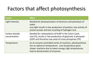 Photosynthesis- overview | PPTX | Science