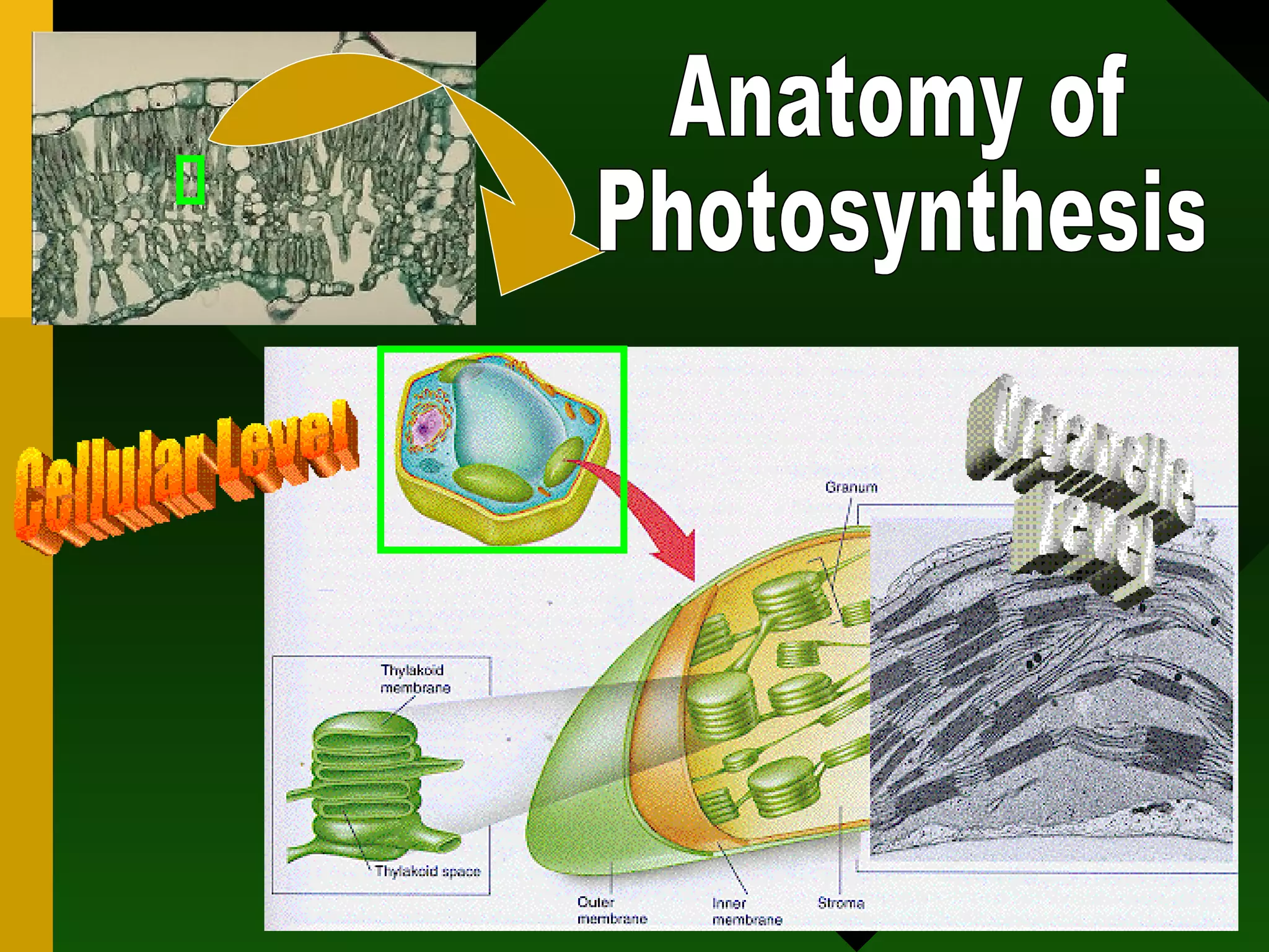 Photosynthesis lecture part 1 | PPT