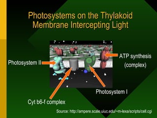 Photosynthesis lecture part 1 | PPT
