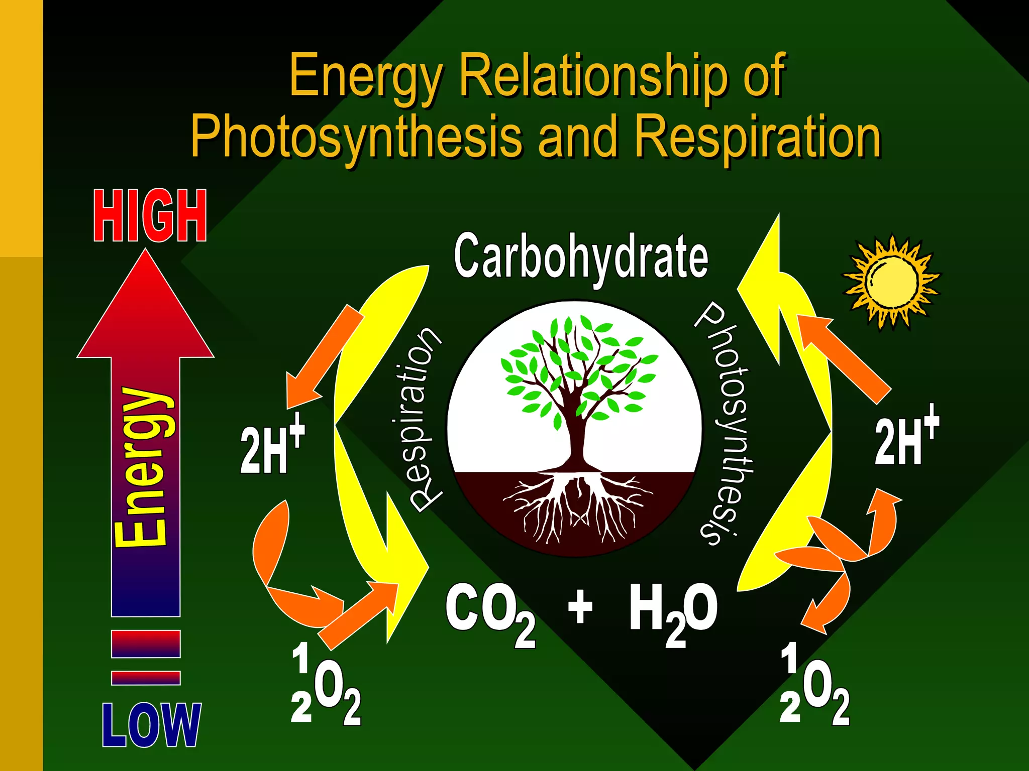 Photosynthesis lecture part 2 | PPT