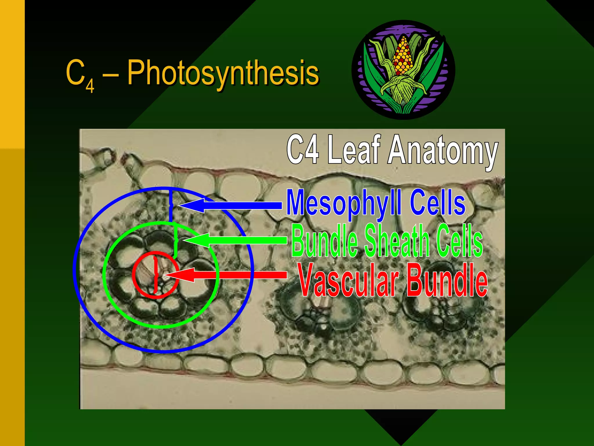 Photosynthesis lecture part 2 | PPT