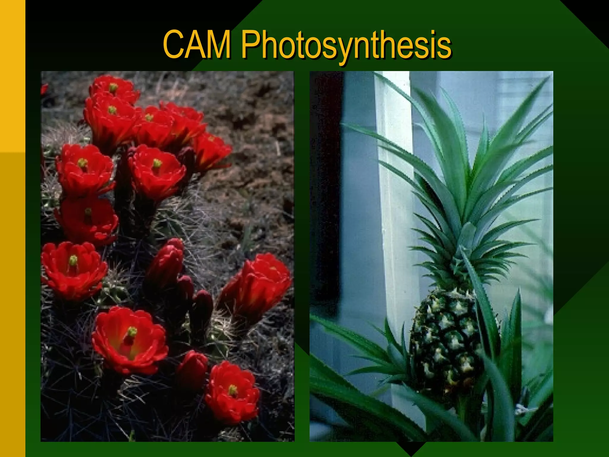 Photosynthesis lecture part 2 | PPT