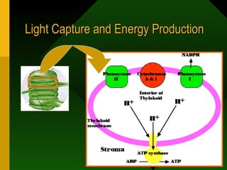 Photosynthesis lecture part 2 | PPT