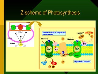 Photosynthesis lecture part 2 | PPT