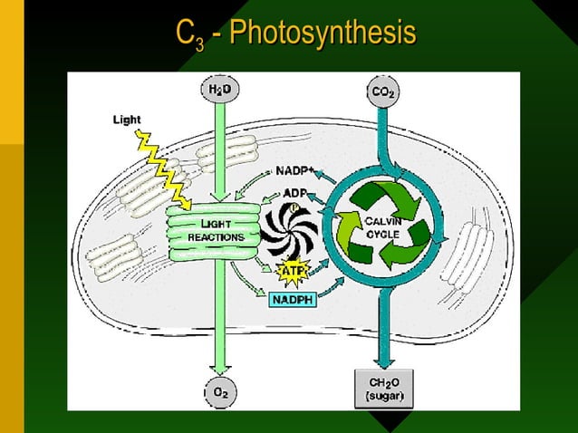 Photosynthesis lecture part 2 | PPT
