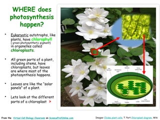 Photosynthesis-Light-Dependent-Reactions-LITE.pptx