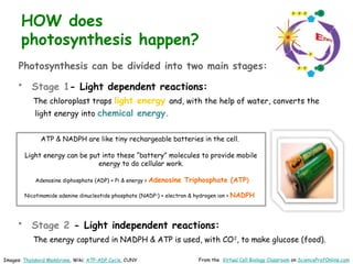 Photosynthesis-Light-Dependent-Reactions-LITE.pptx