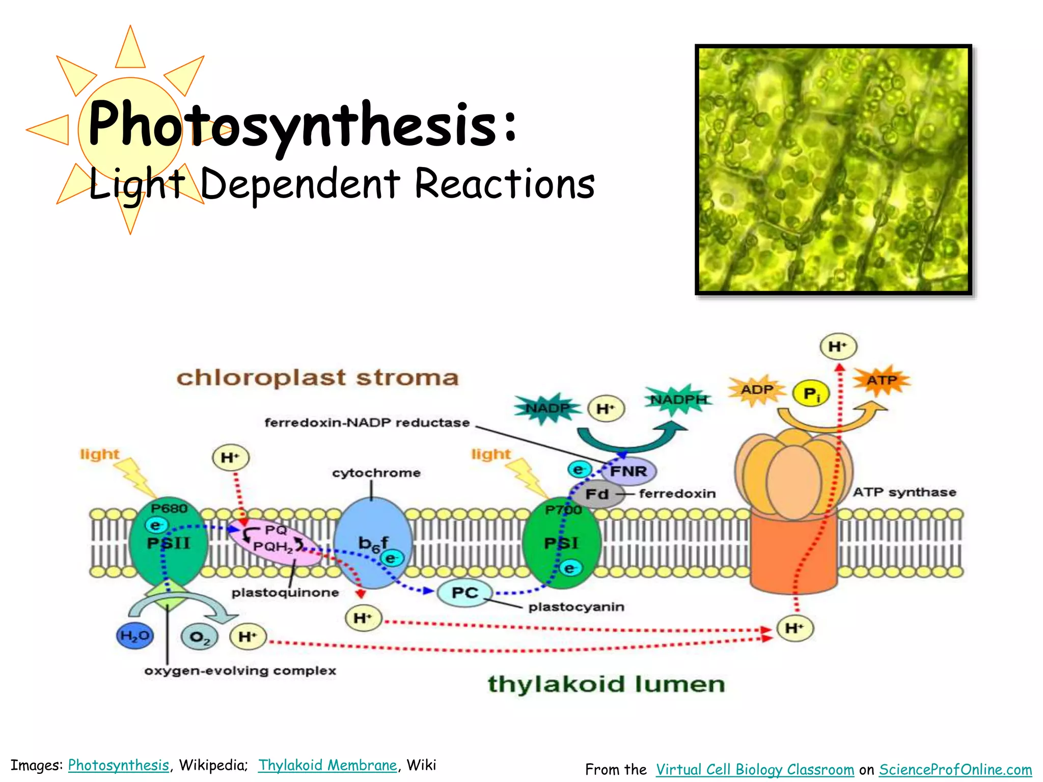 Photosynthesis-Light-Dependent-Reactions-LITE (1).ppsx