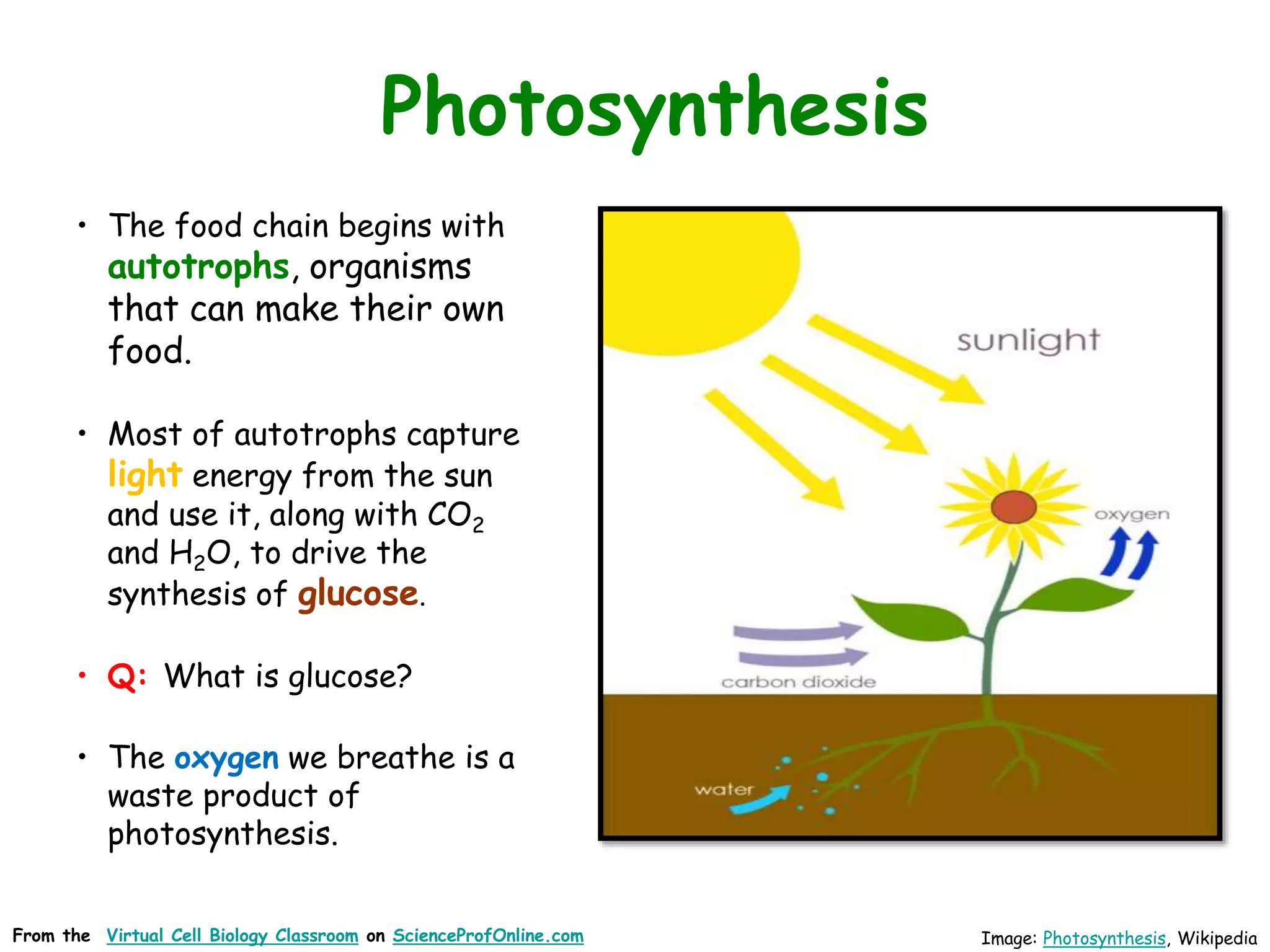 Photosynthesis-Light-Dependent-Reactions-LITE (1).ppsx