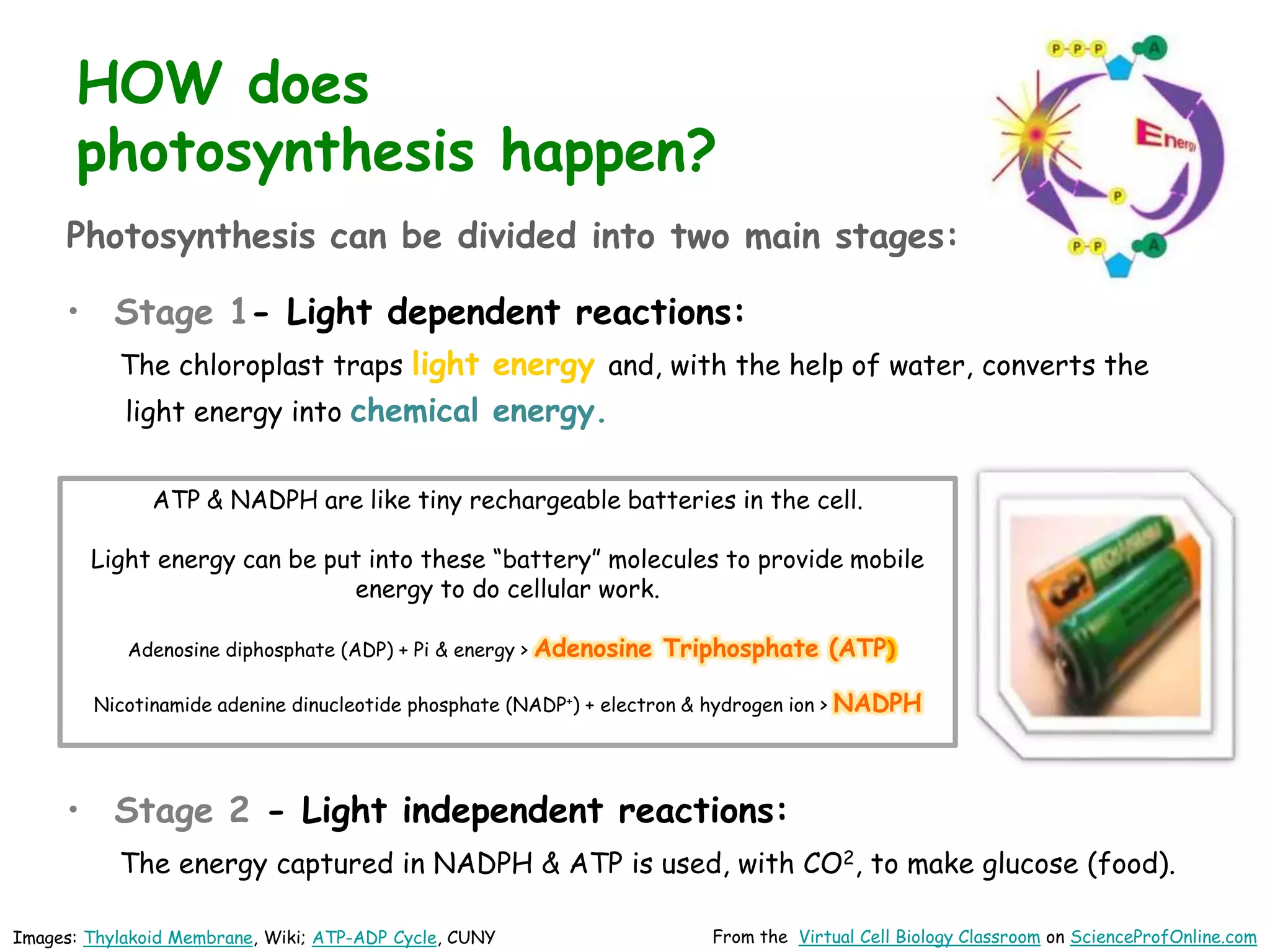 Photosynthesis-Light-Dependent-Reactions-LITE (1).ppsx