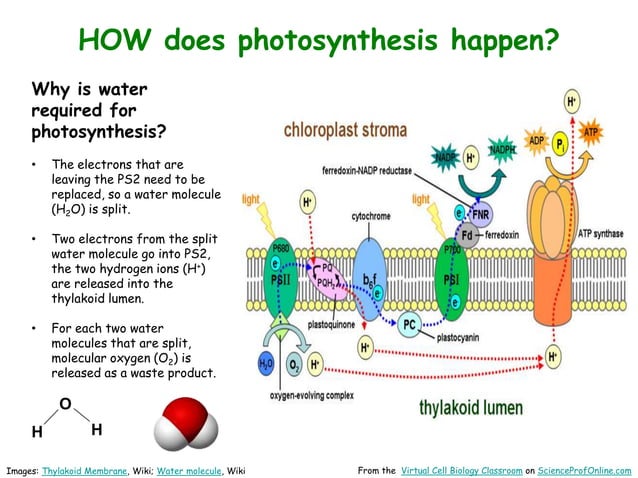Photosynthesis-Light-Dependent-Reactions-LITE (1).ppsx