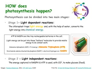 Photosynthesis-Light-Dependent-Reactions-LITE (1).ppsx