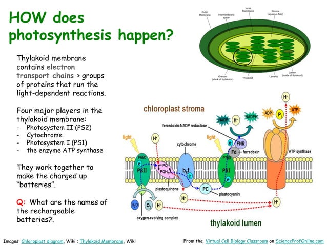 Photosynthesis-Light-Dependent-Reactions-LITE (1).ppsx