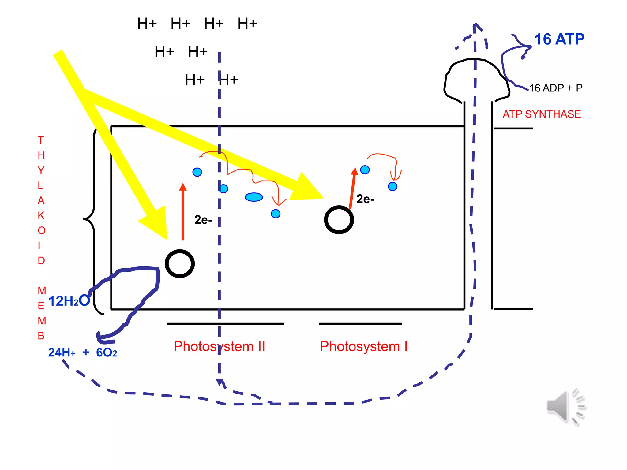 Photosynthesis light dependent reaction | PPSX