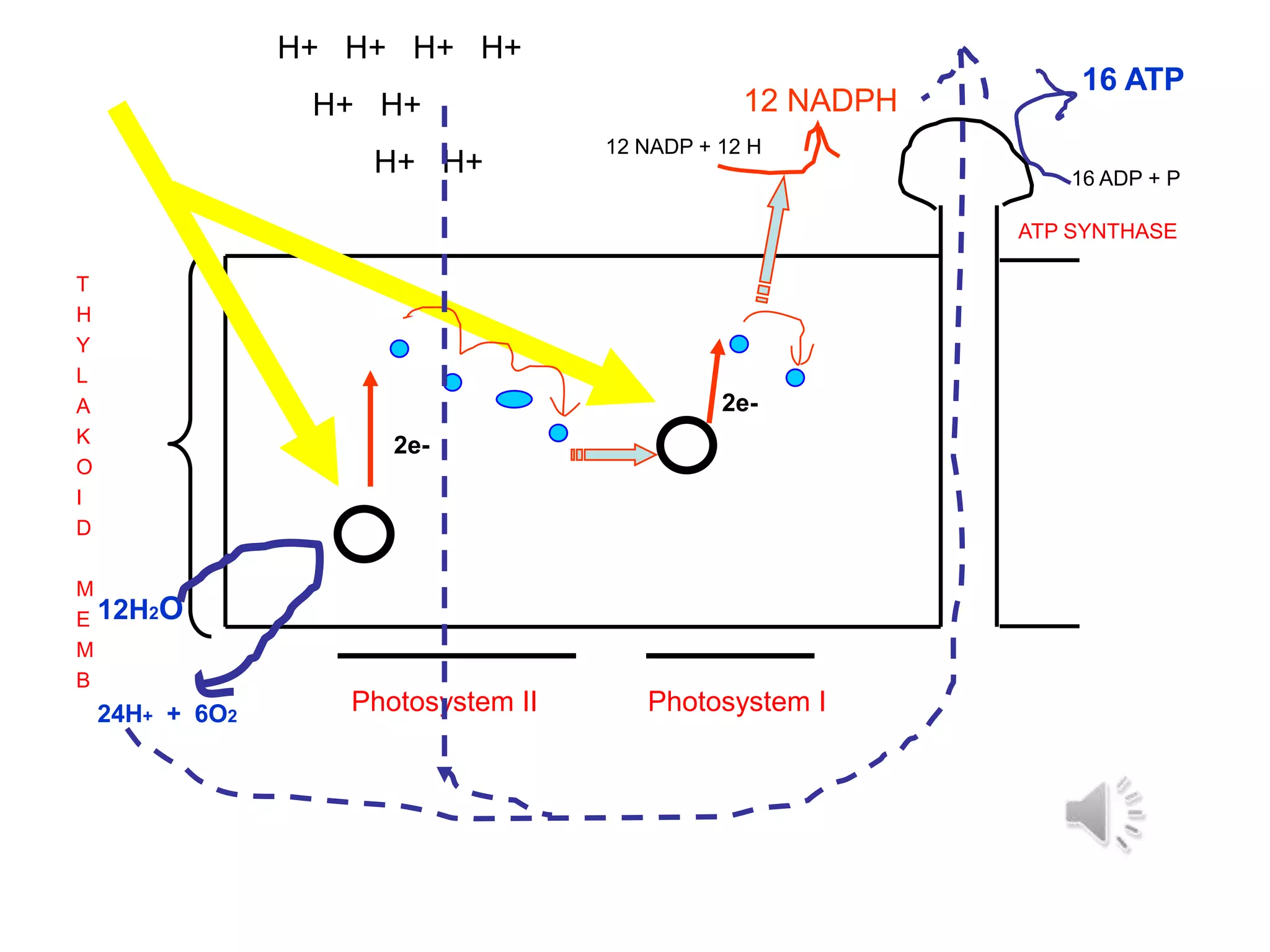 Photosynthesis light dependent reaction | PPSX