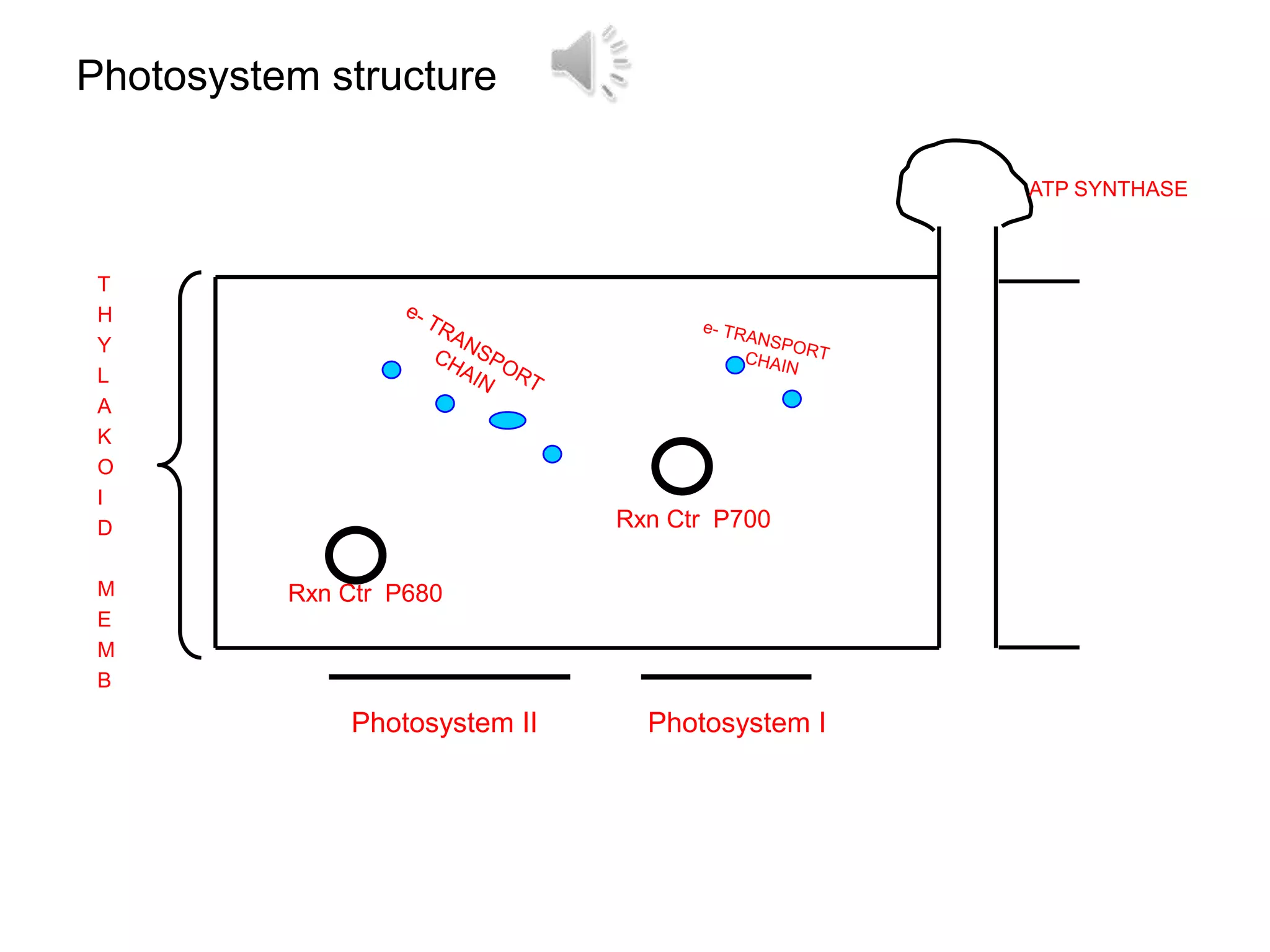 Photosynthesis light dependent reaction | PPSX