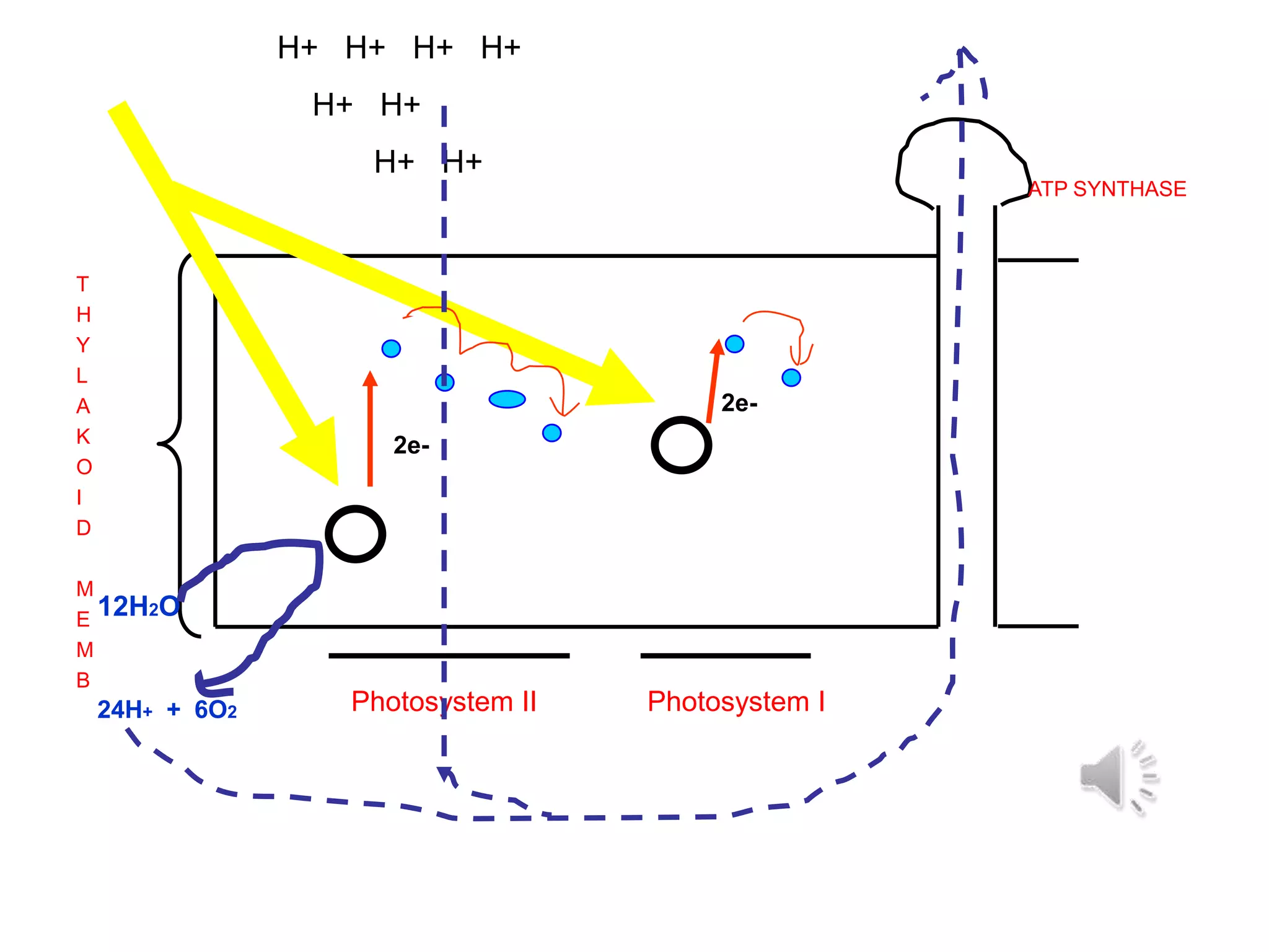 Photosynthesis light dependent reaction | PPSX