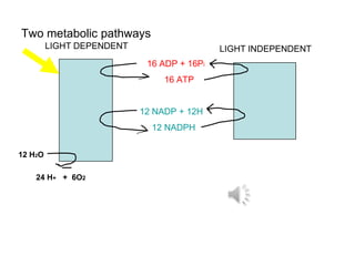 Photosynthesis light dependent reaction | PPSX