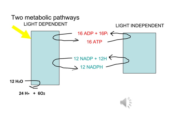 Photosynthesis light dependent reaction | PPSX