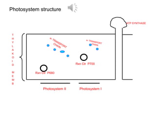 Photosynthesis light dependent reaction | PPSX
