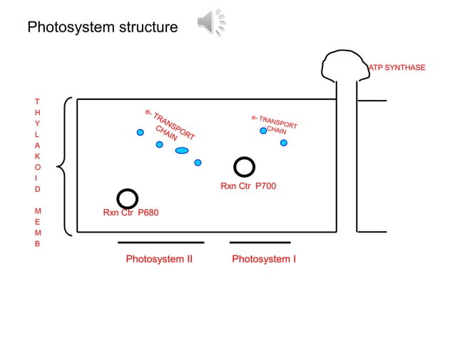 Photosynthesis light dependent reaction | PPSX