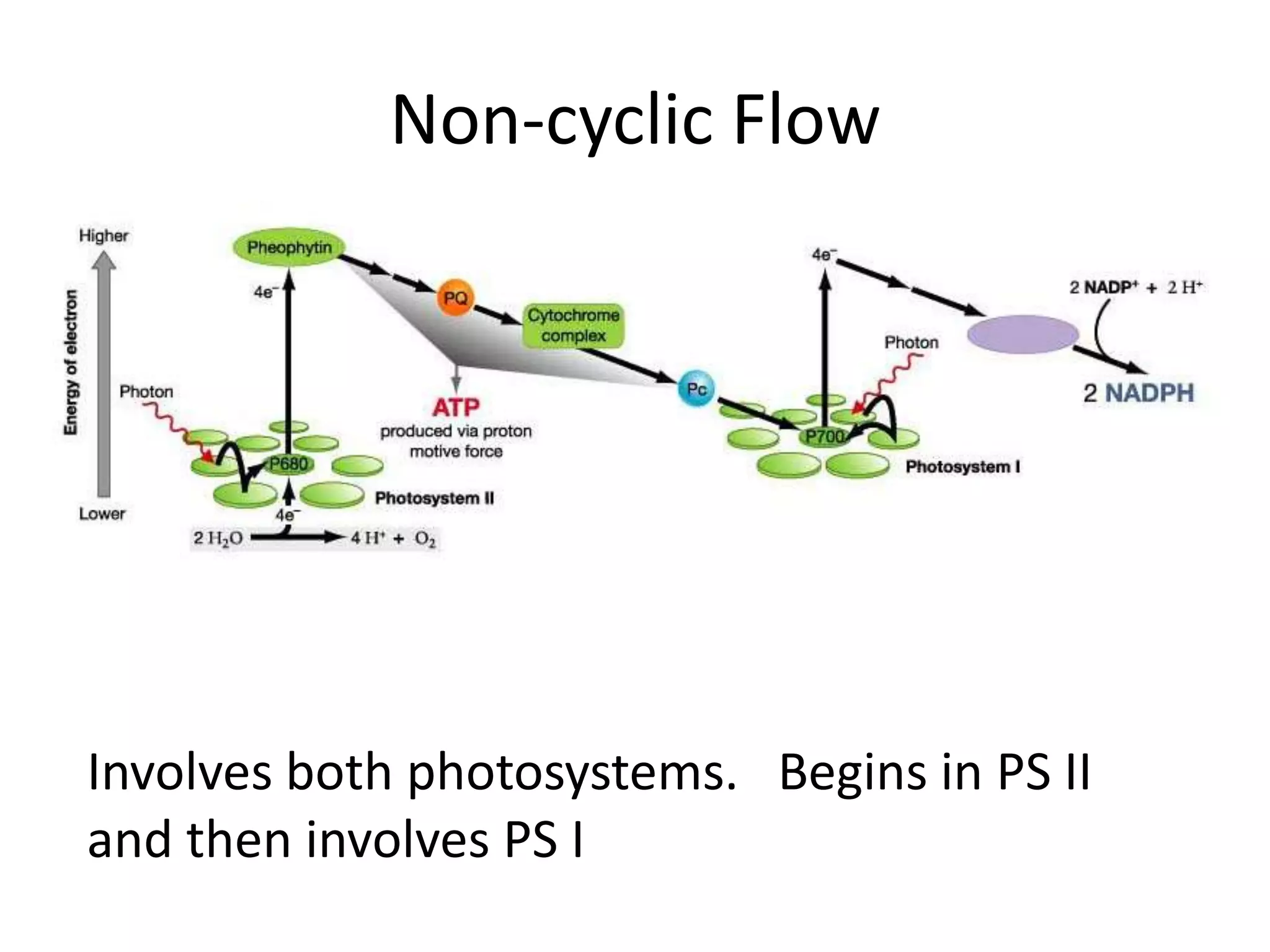 Photosynthesis light dependent reactions | PPTX