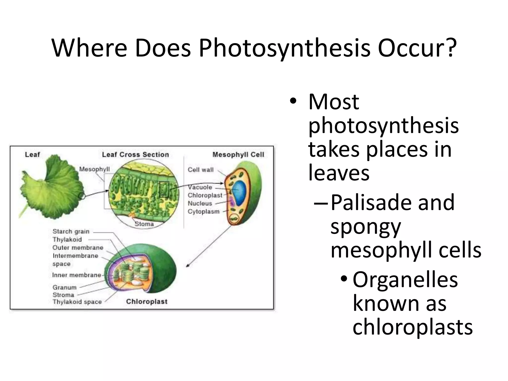 Photosynthesis light dependent reactions | PPTX