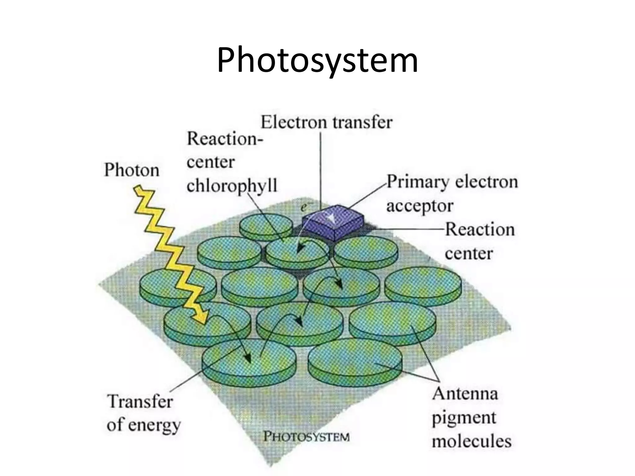 Photosynthesis light dependent reactions | PPTX