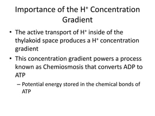 Photosynthesis light dependent reactions | PPTX