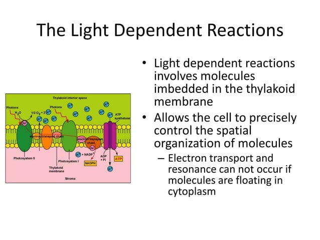 Photosynthesis light dependent reactions | PPTX | Chemistry | Science