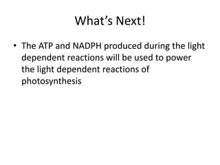 Photosynthesis light dependent reactions | PPTX