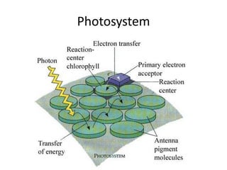 Photosynthesis light dependent reactions | PPTX