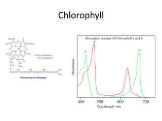 Photosynthesis light dependent reactions | PPTX
