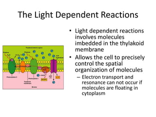 Light Dependent Reaction Definition
