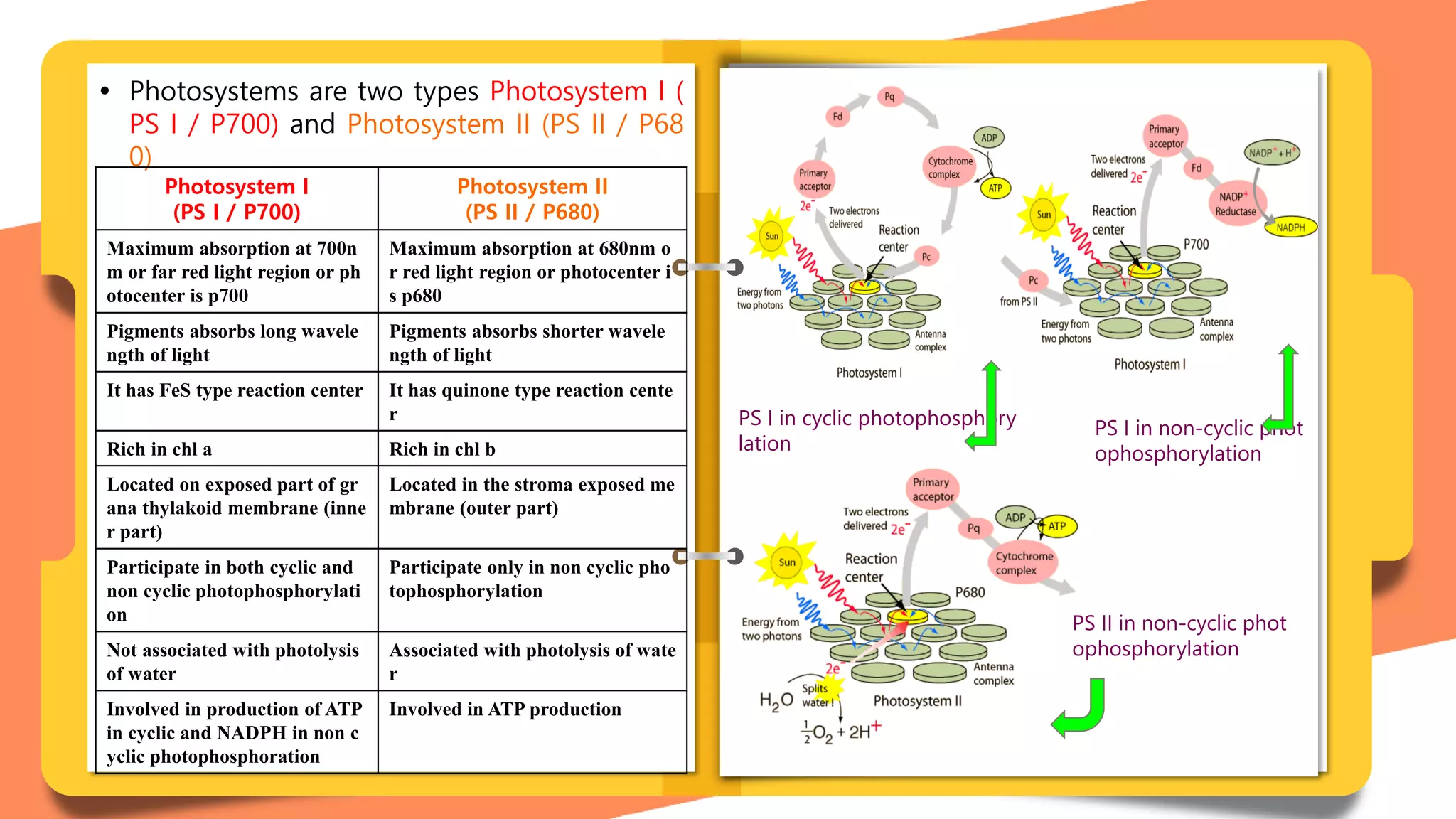 Photosynthesis -light reaction | PDF
