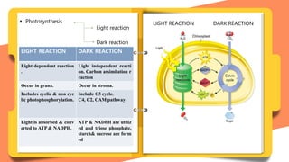 Photosynthesis -light reaction | PDF