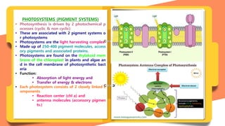 Photosynthesis -light reaction | PDF