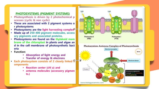 Photosynthesis -light reaction | PPT